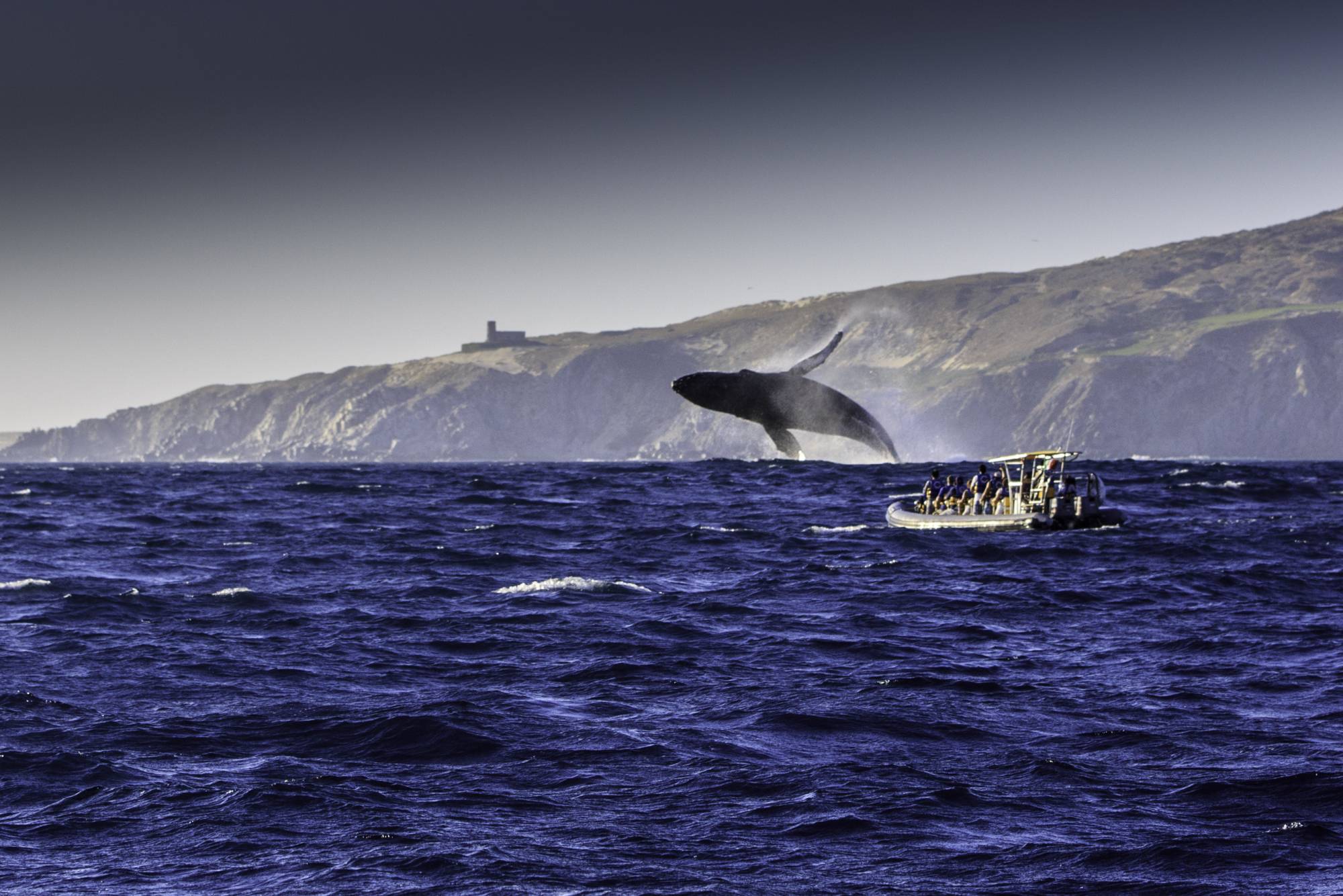 Whale Watching Lunch Cruise with Transportation