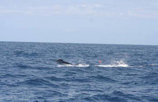 Fishing tour from Soma Bay