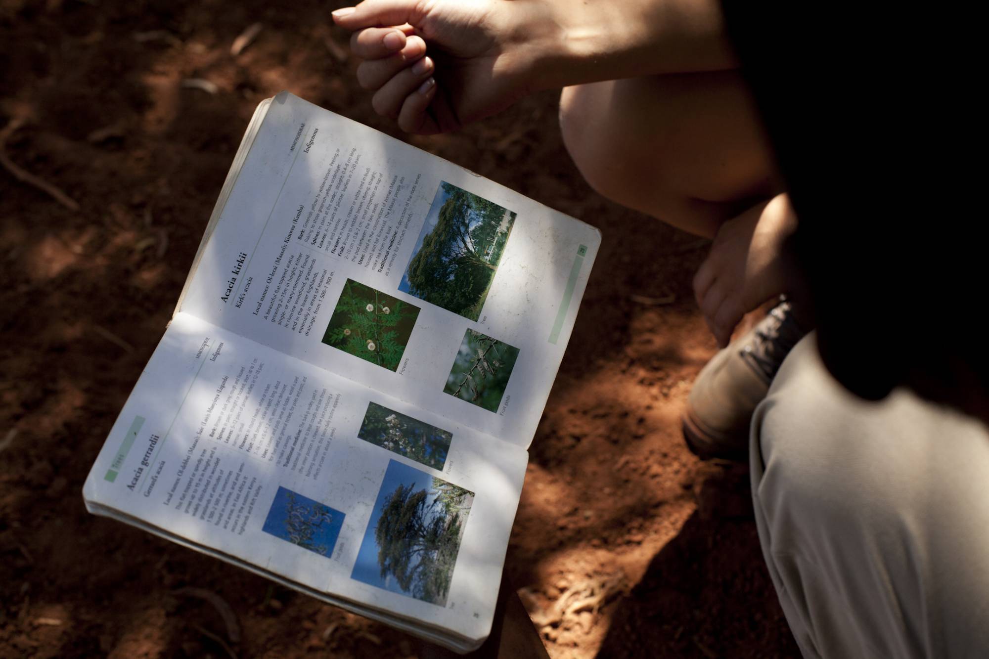 MANYARA FOREST HIKE - THE GREAT RIFT VALLEY, ACTIVITY OFFICE - TrekkMarket