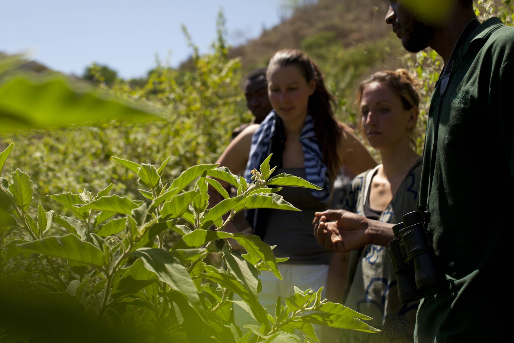 MANYARA FOREST HIKE - THE GREAT RIFT VALLEY, ACTIVITY OFFICE - TrekkMarket