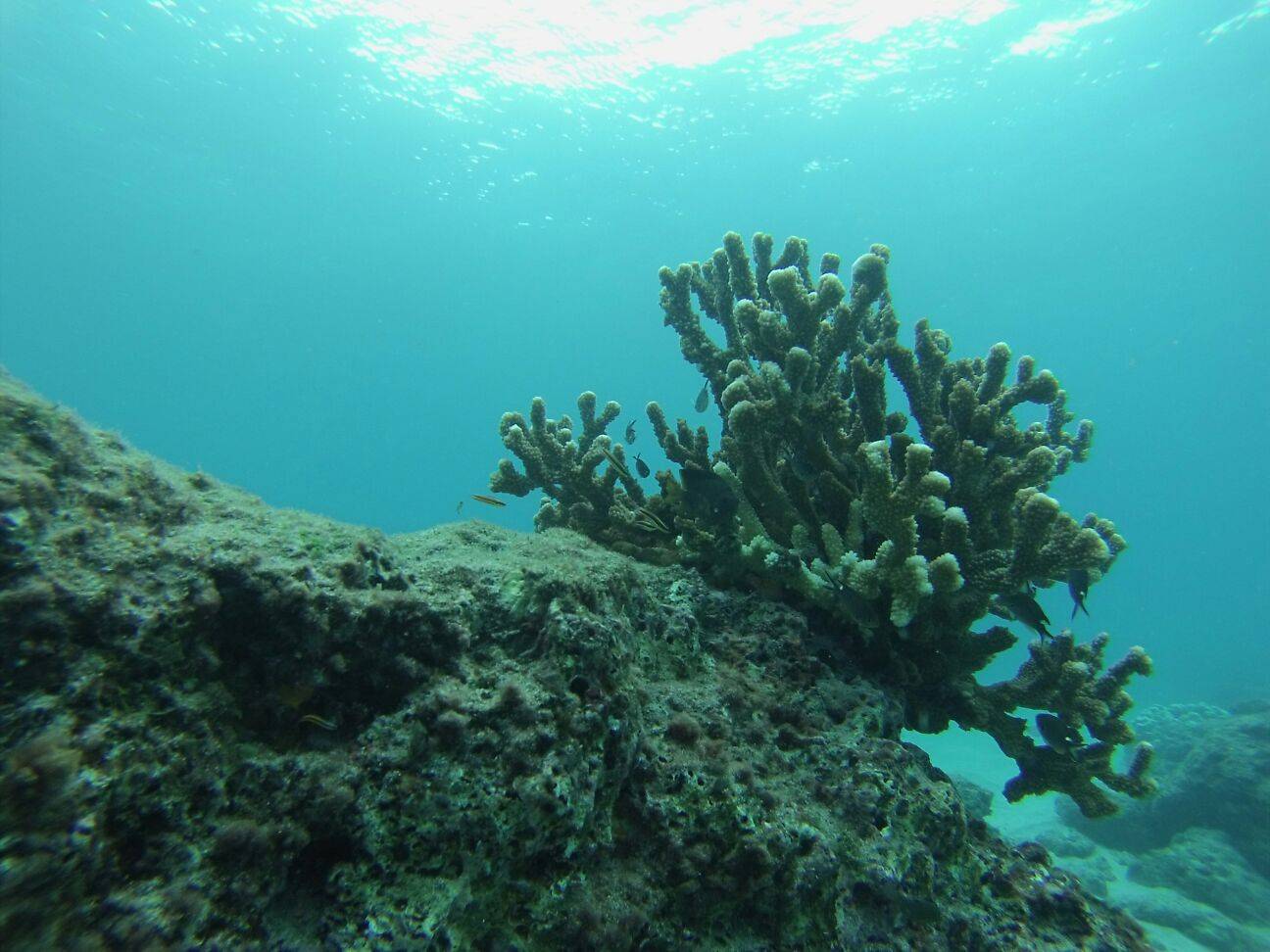 Private Tour Special Combination: Cano Island Biological Reserve and ...