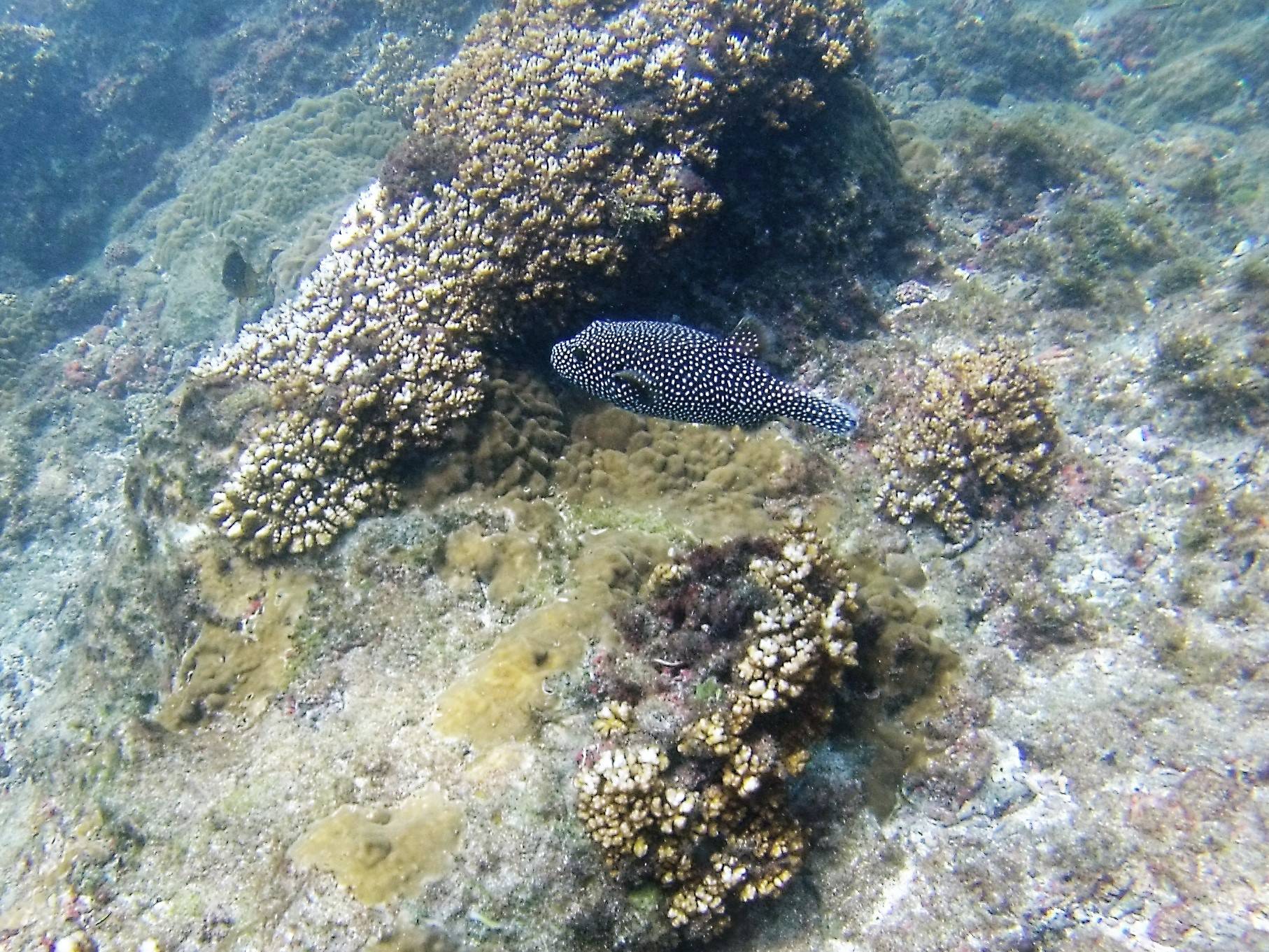 Private Tour Special Combination: Cano Island Biological Reserve and ...
