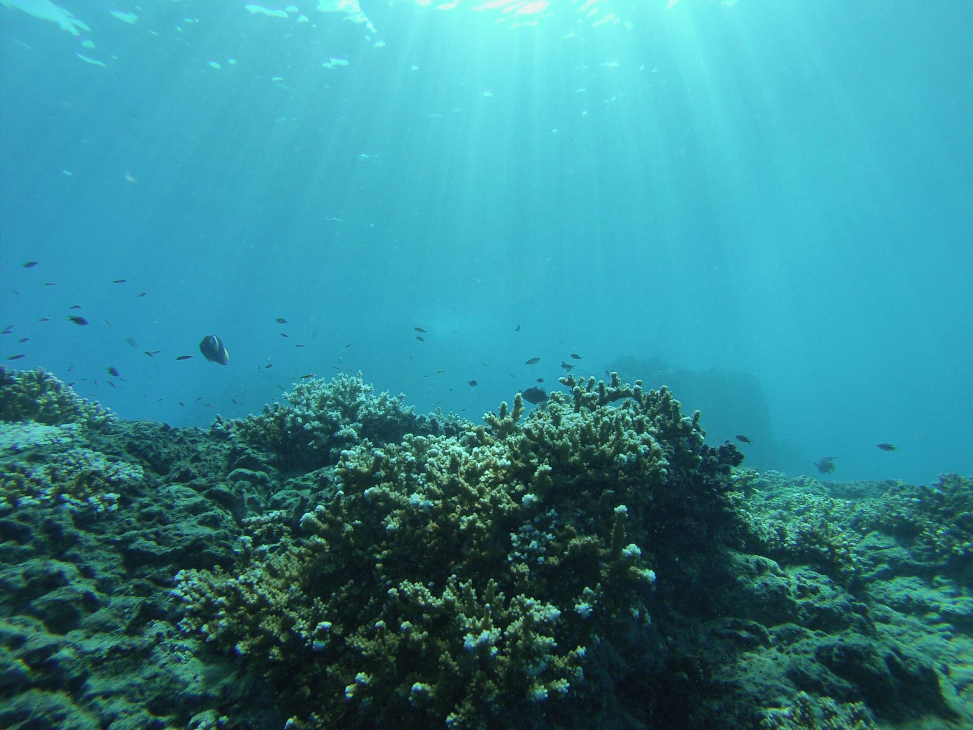 Private Tour Special Combination: Cano Island Biological Reserve and ...