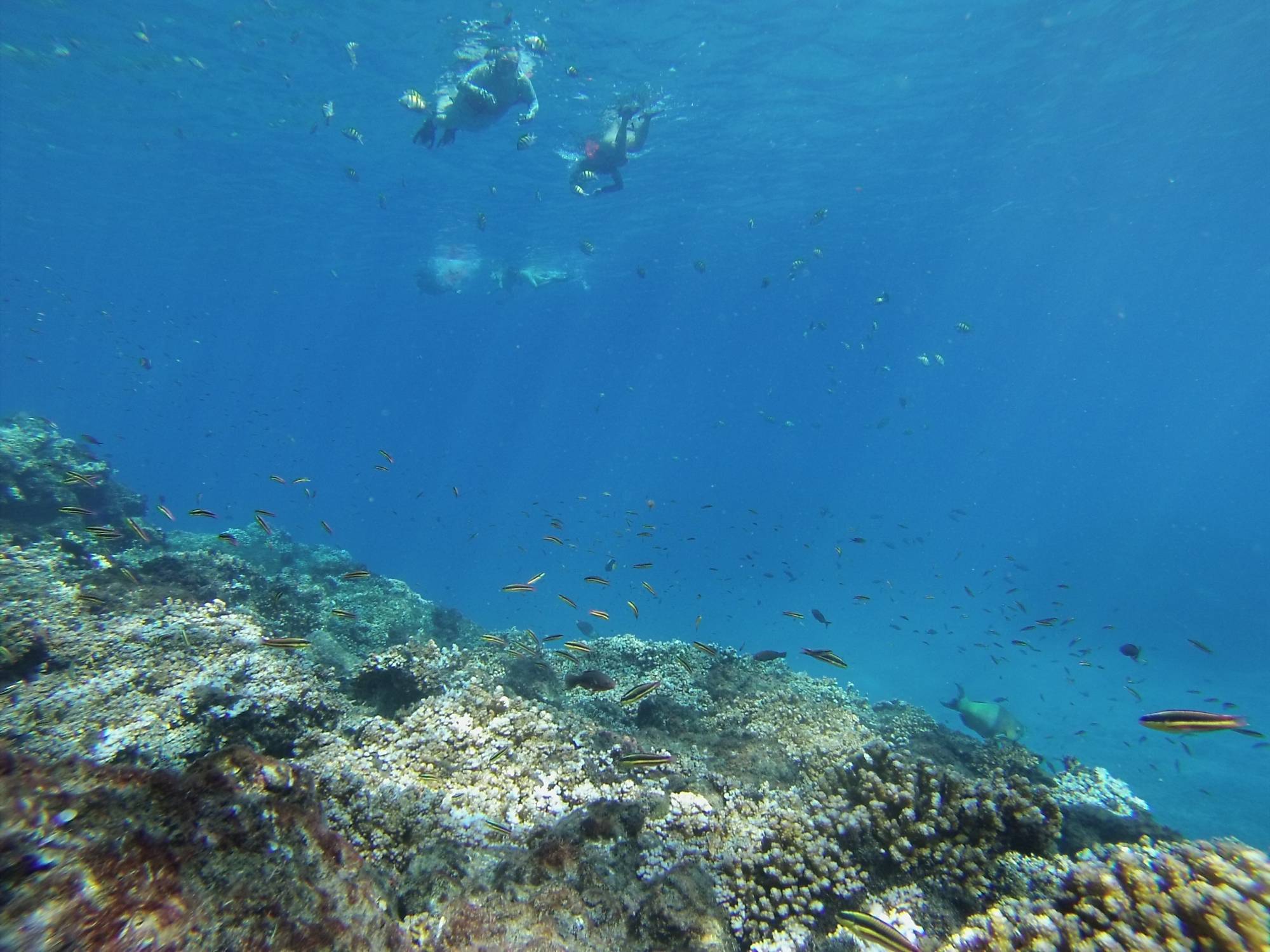 Private Tour Special Combination: Cano Island Biological Reserve and ...