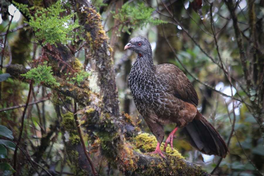 Chingaza Wildlife Páramo Adventure - Andes EcoTours