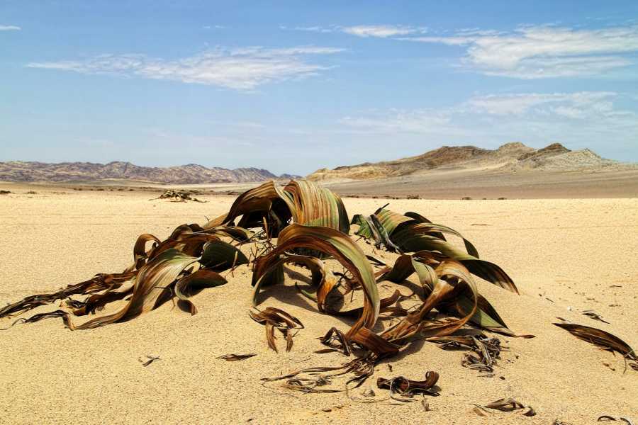 The Moon Lanscape and Welwitschia Mirabilis 4x4 Tour - Red Dune Safaris ...