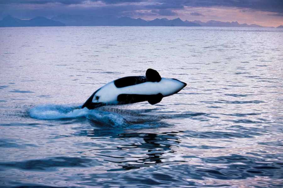 ORCA EXPEDITION TRIP, MS SULA - stromsholmen