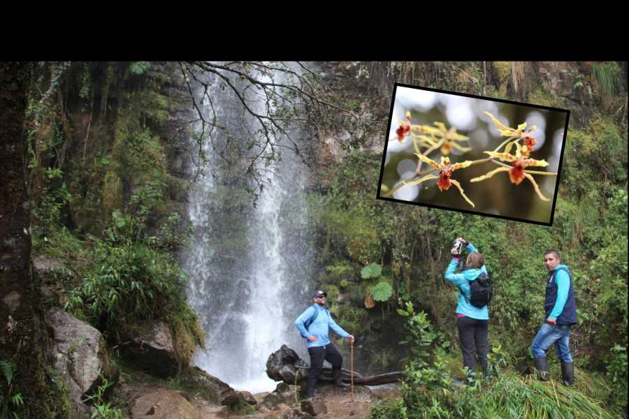 High Andean Cloud Forest & Waterfall Hike - Andes Ecotours