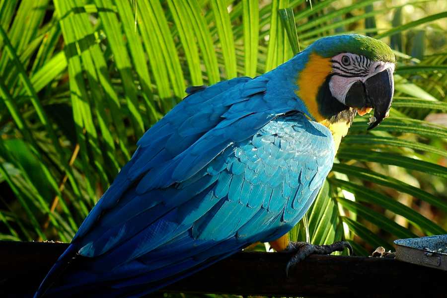 Arenal Volcano Bird Watching Experience - Tour Guanacaste, bringing ...