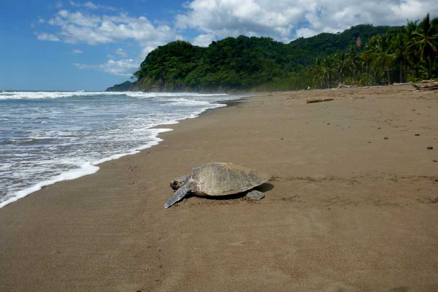 Green Sea Turtle Nesting Tour - Tour Guanacaste, bringing Costa Rica to ...