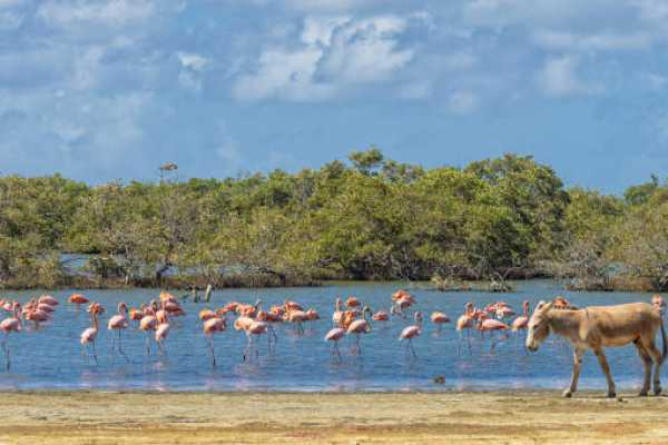 Welcome to RENTO FUN - Rento Fun Adventures