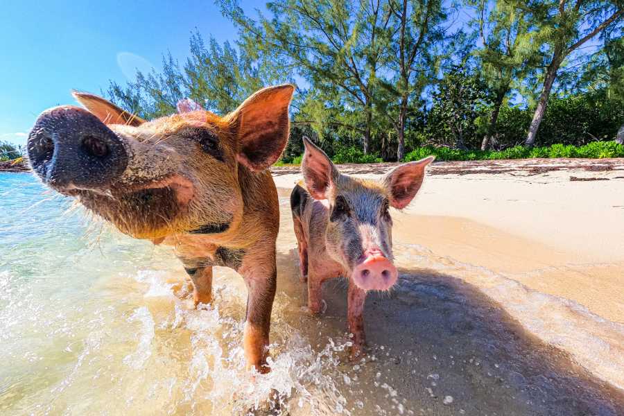 Pigs Beach Adventure - Pearl Island Bahamas