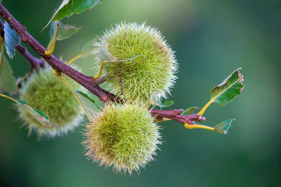 The Castel del Rio PGI Chestnut Trail | Emilia Romagna Welcome