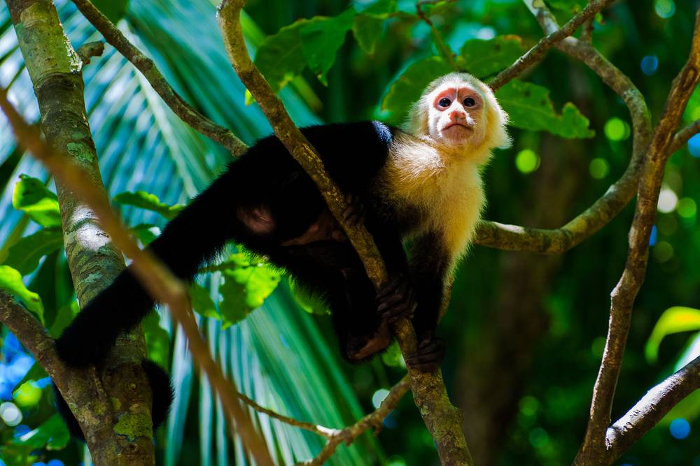 Monkey Sanctuary - Welcome to the Congo Trail Canopy Tour in Guanacaste ...