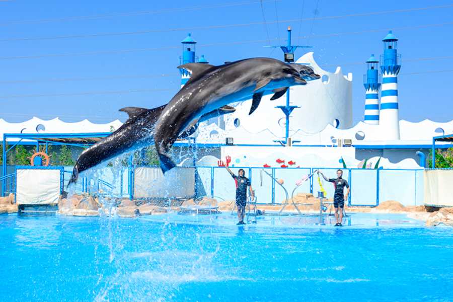 Spectacle de dauphins à Hurghada Dolphinella Maison